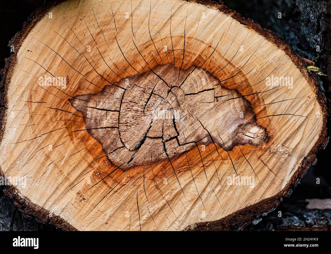sawn wood cut in profile with rings view. High quality photo Stock ...