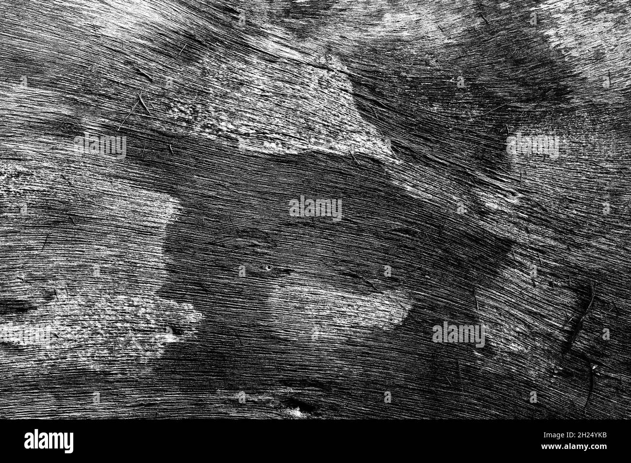Black and white abstract tree trunk wood texture. Natural background ...