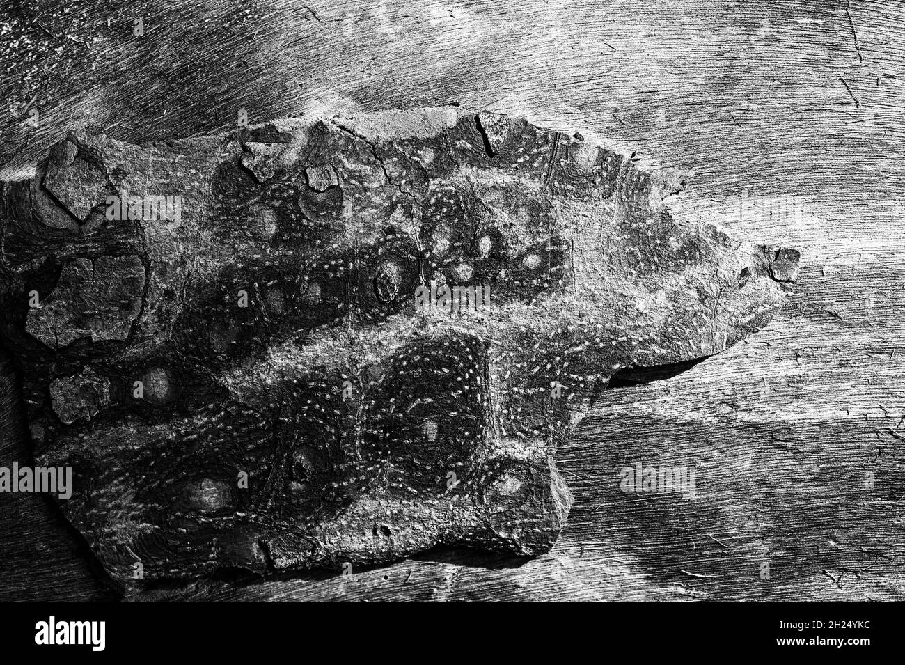 Black and white abstract tree trunk wood texture. Natural background ...