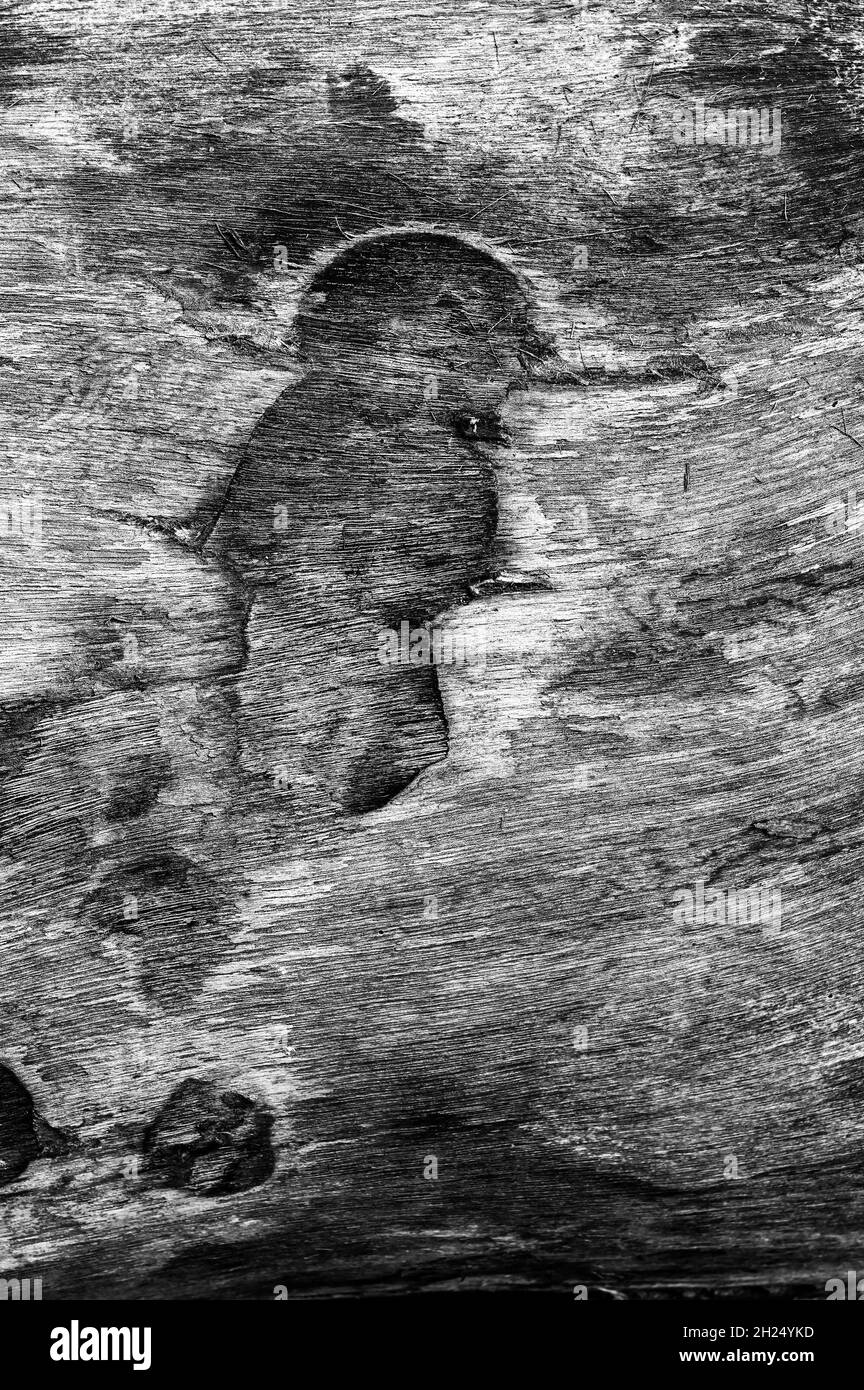 Black and white abstract tree trunk wood texture. Natural background ...