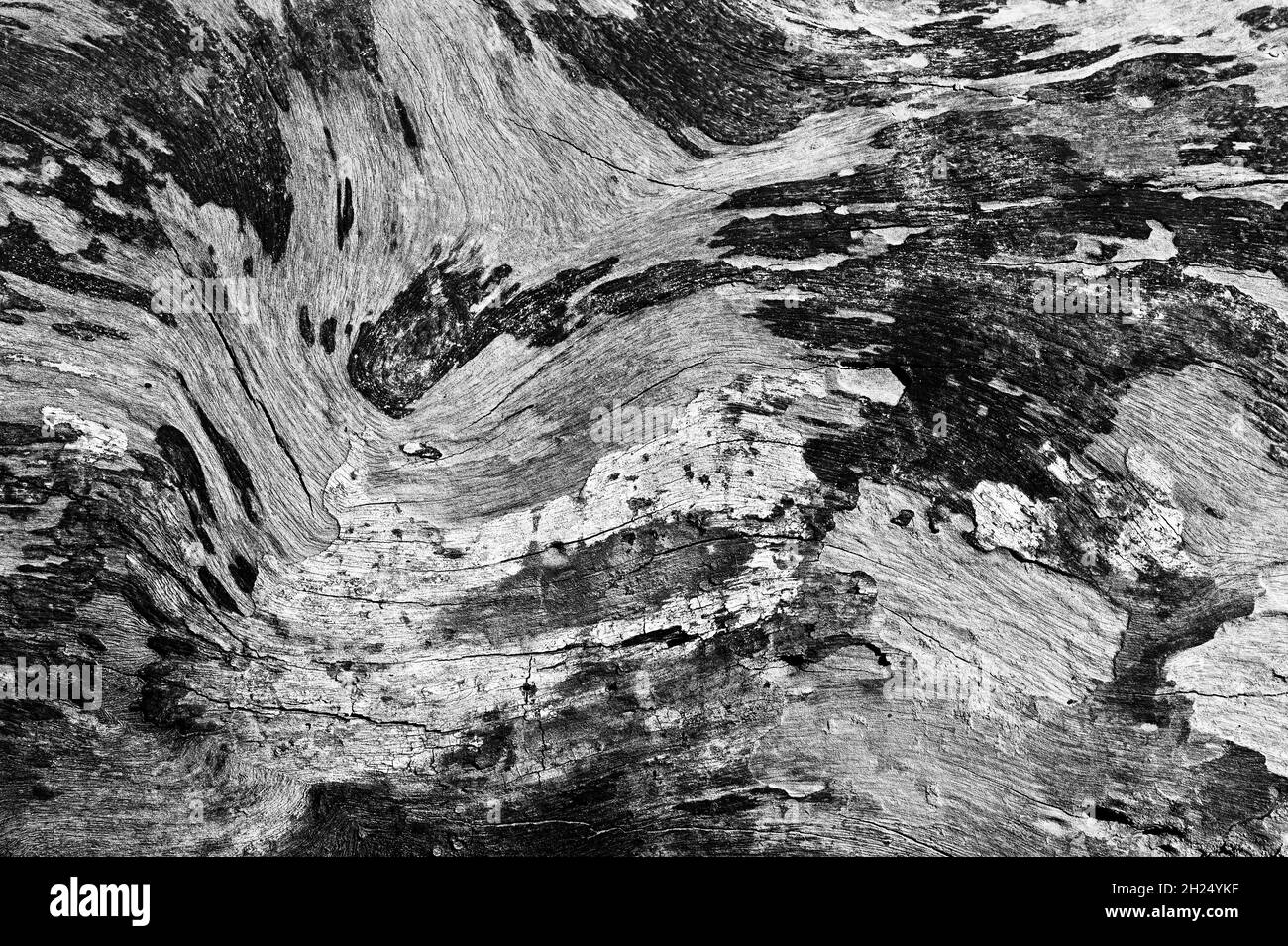 Black and white abstract tree trunk wood texture. Natural background ...