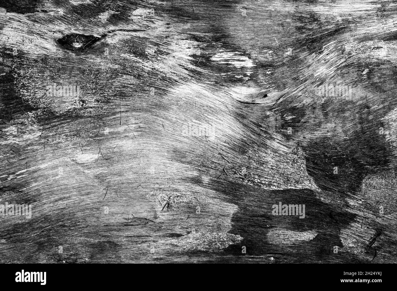 Black and white abstract tree trunk wood texture. Natural background ...
