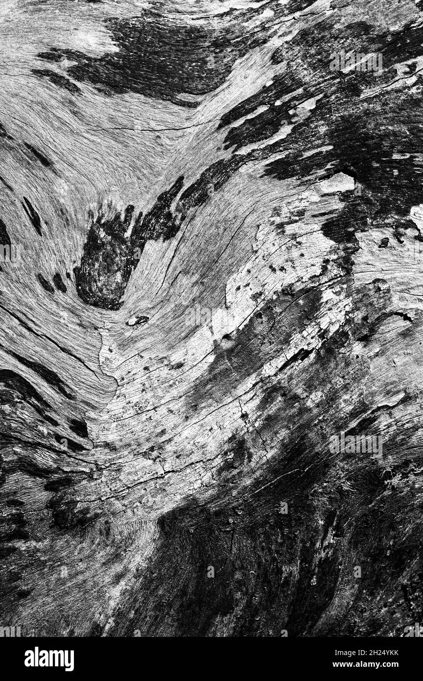 Black and white abstract tree trunk wood texture. Natural background ...
