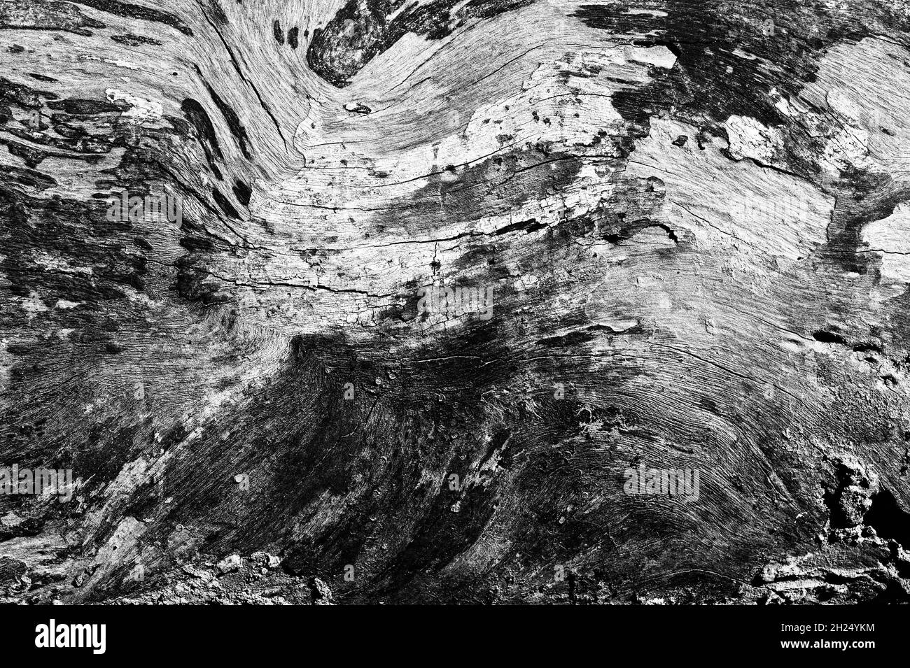 Black and white abstract tree trunk wood texture. Natural background ...