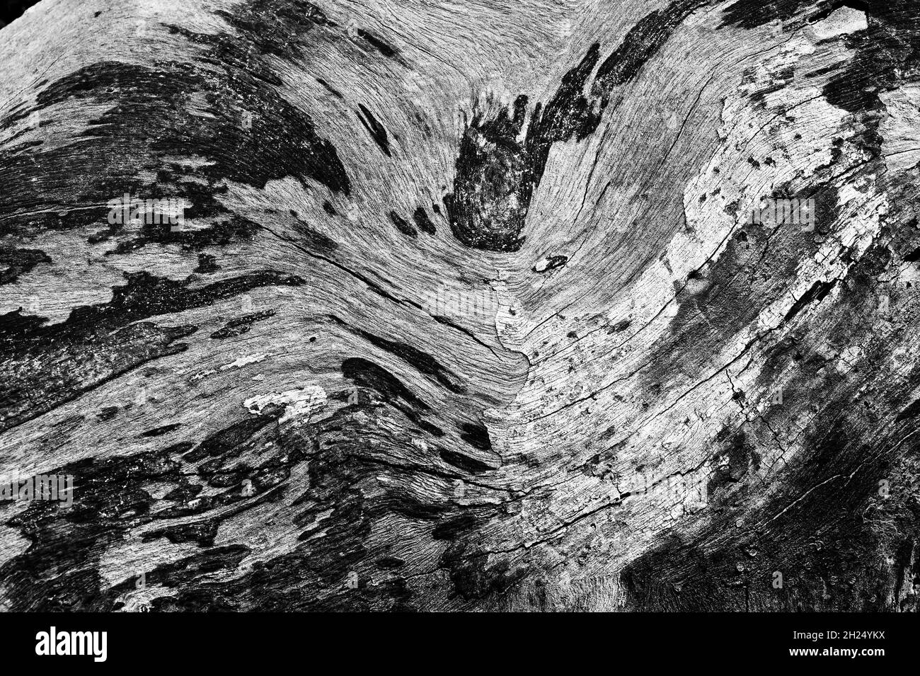 Black and white abstract tree trunk wood texture. Natural background ...