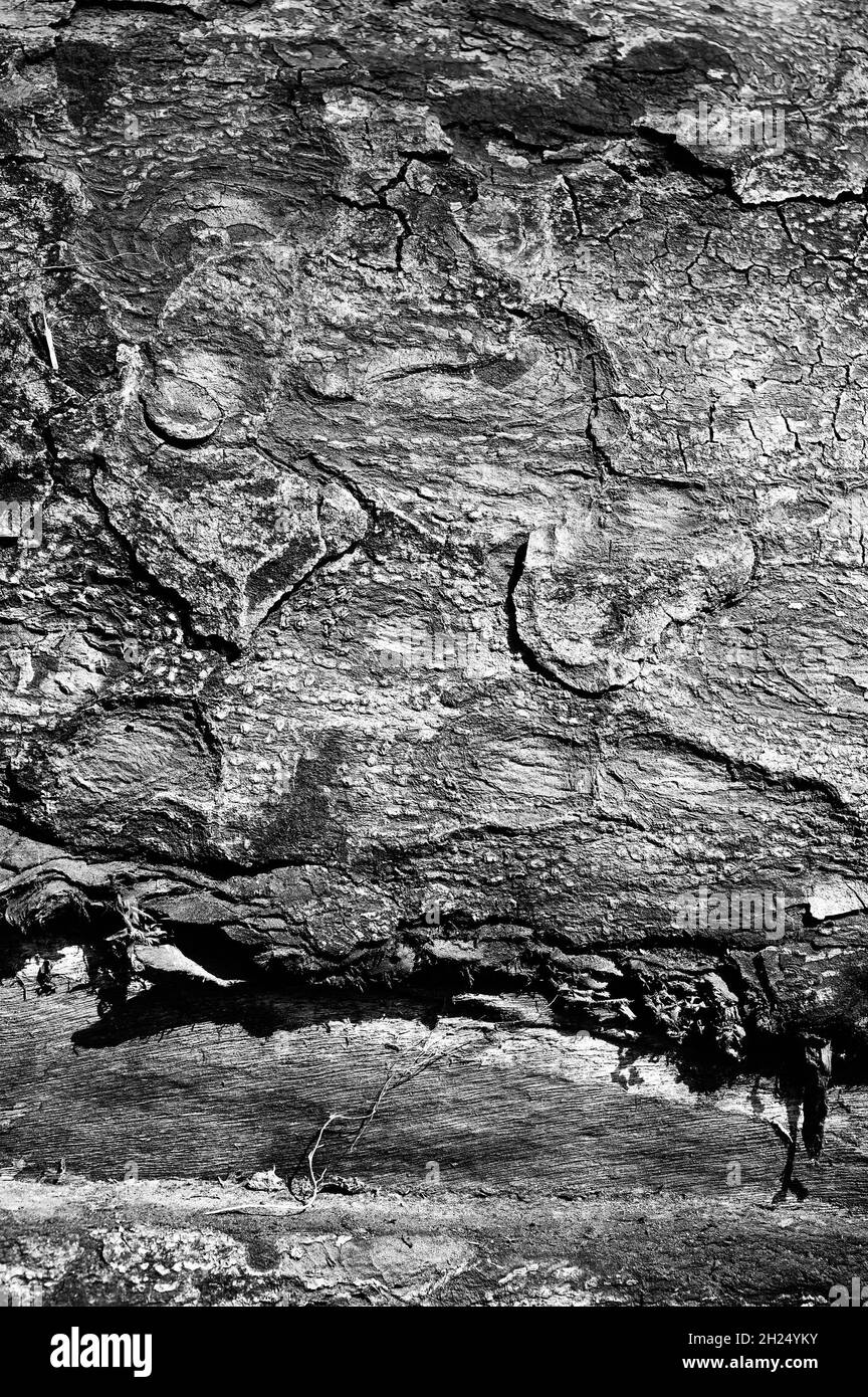 Black and white abstract tree trunk wood texture. Natural background ...