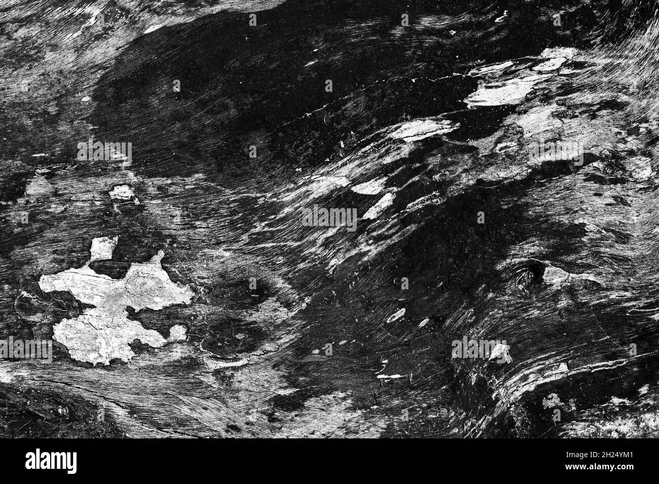 Black and white abstract tree trunk wood texture. Natural background ...