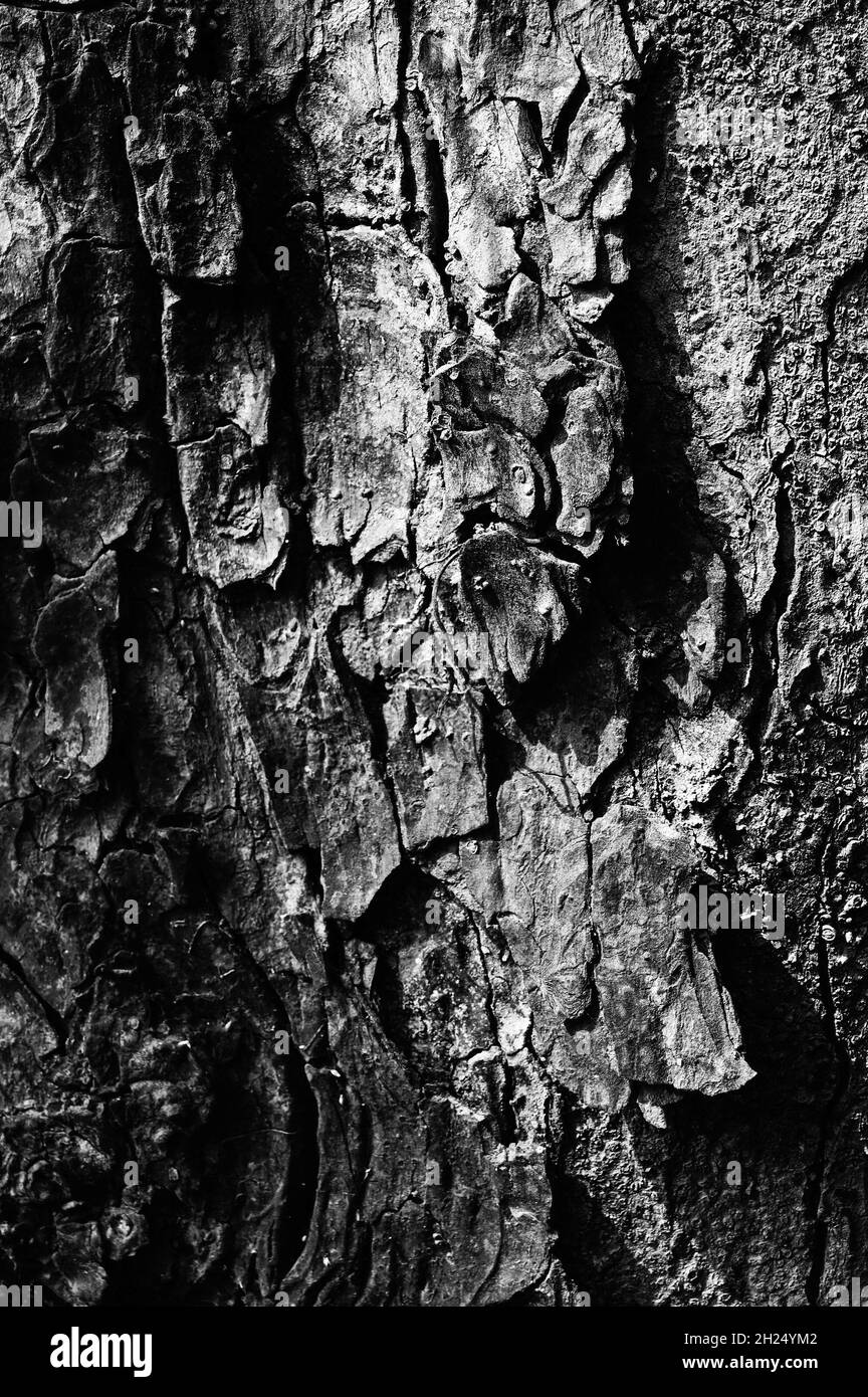 Black and white abstract tree trunk wood texture. Natural background ...