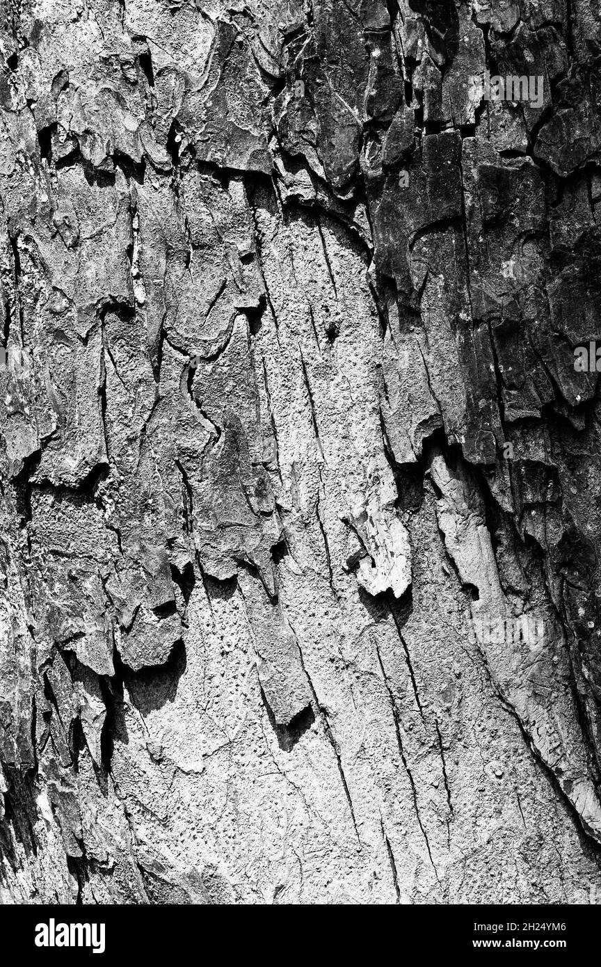 Black and white abstract tree trunk wood texture. Natural background ...