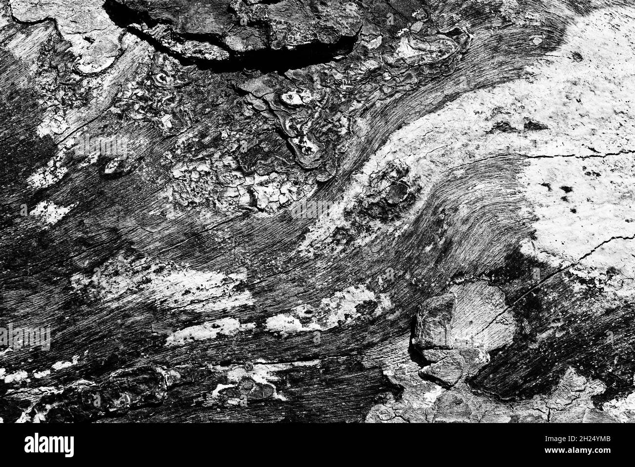 Black and white abstract tree trunk wood texture. Natural background ...