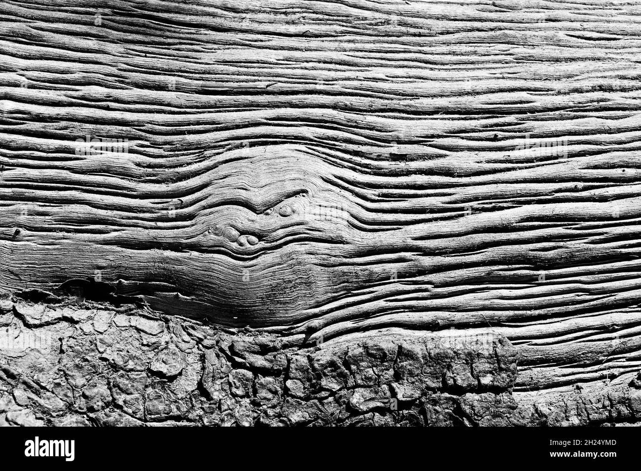 Black and white abstract tree trunk wood texture. Natural background ...