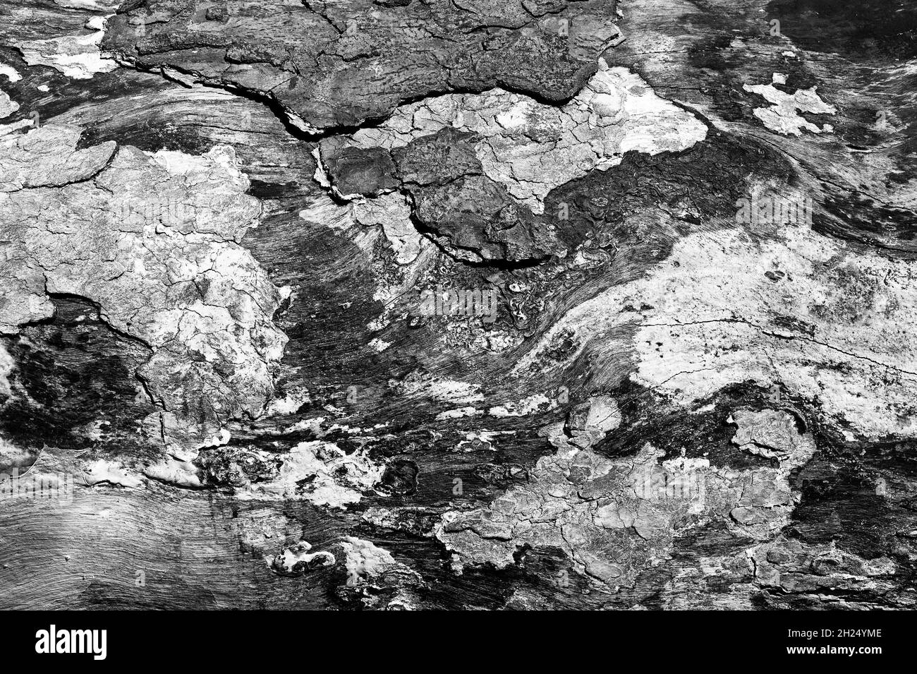 Black and white abstract tree trunk wood texture. Natural background ...