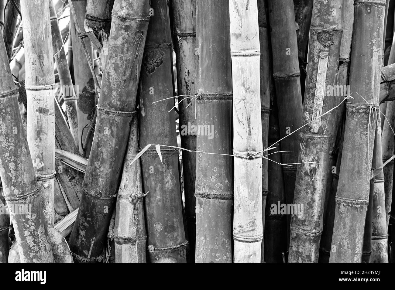 Black and white bamboo tree trunk wood texture. Natural background ...