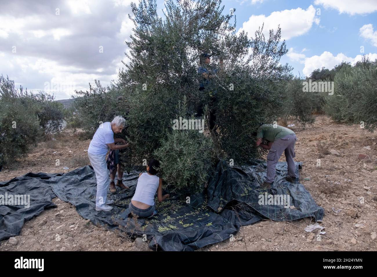 International activists and Israeli volunteers from Rabbis for Human ...