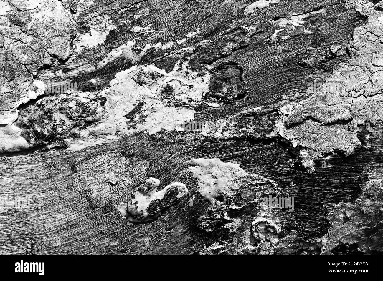 Black and white abstract tree trunk wood texture. Natural background ...