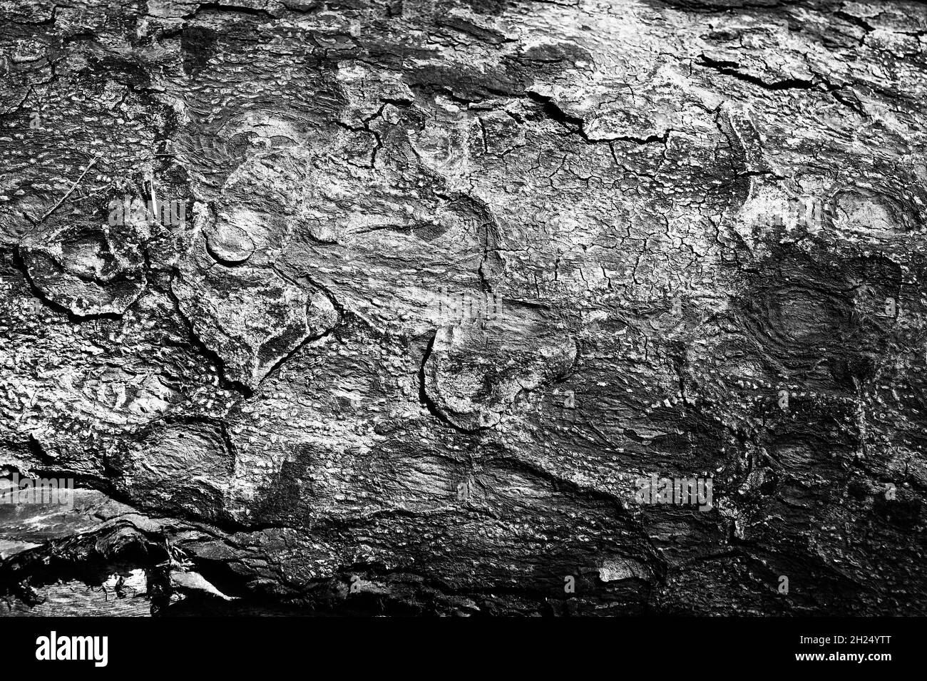 Black and white abstract tree trunk wood texture. Natural background ...