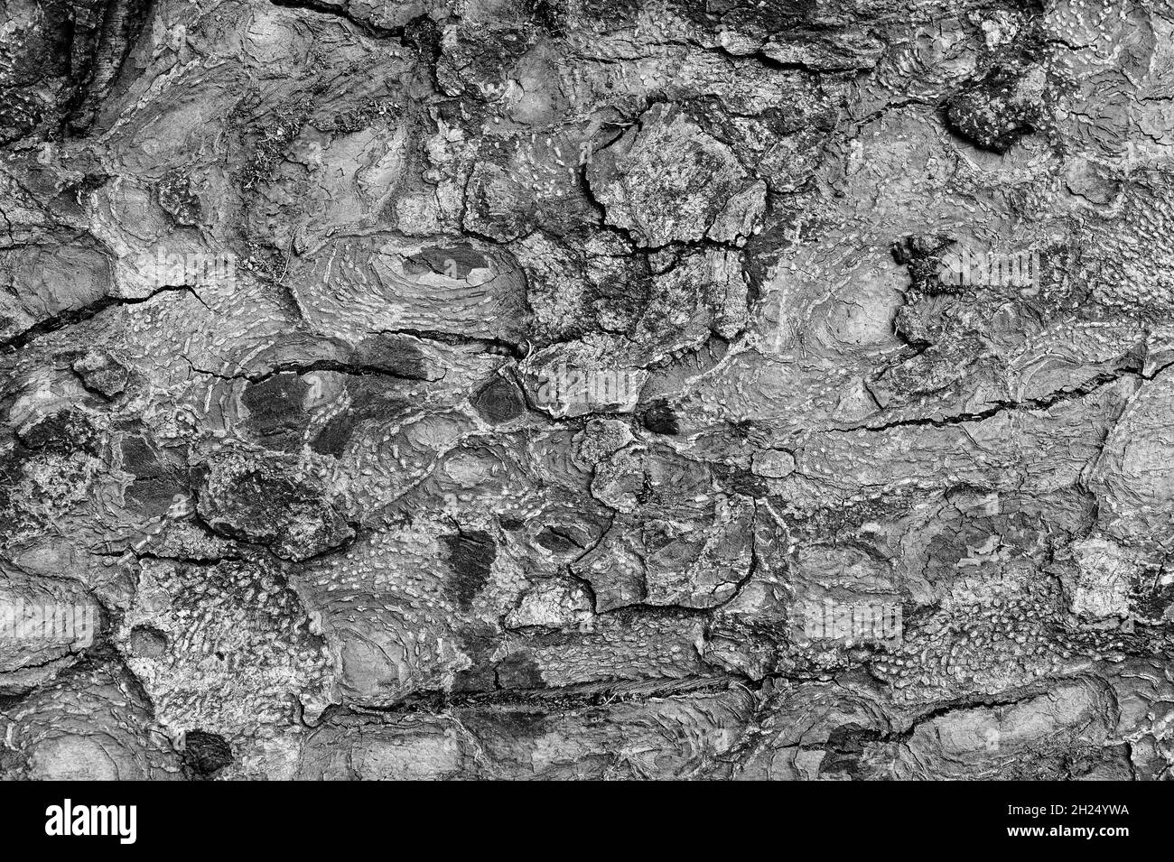 Black and white abstract tree trunk wood texture. Natural background ...