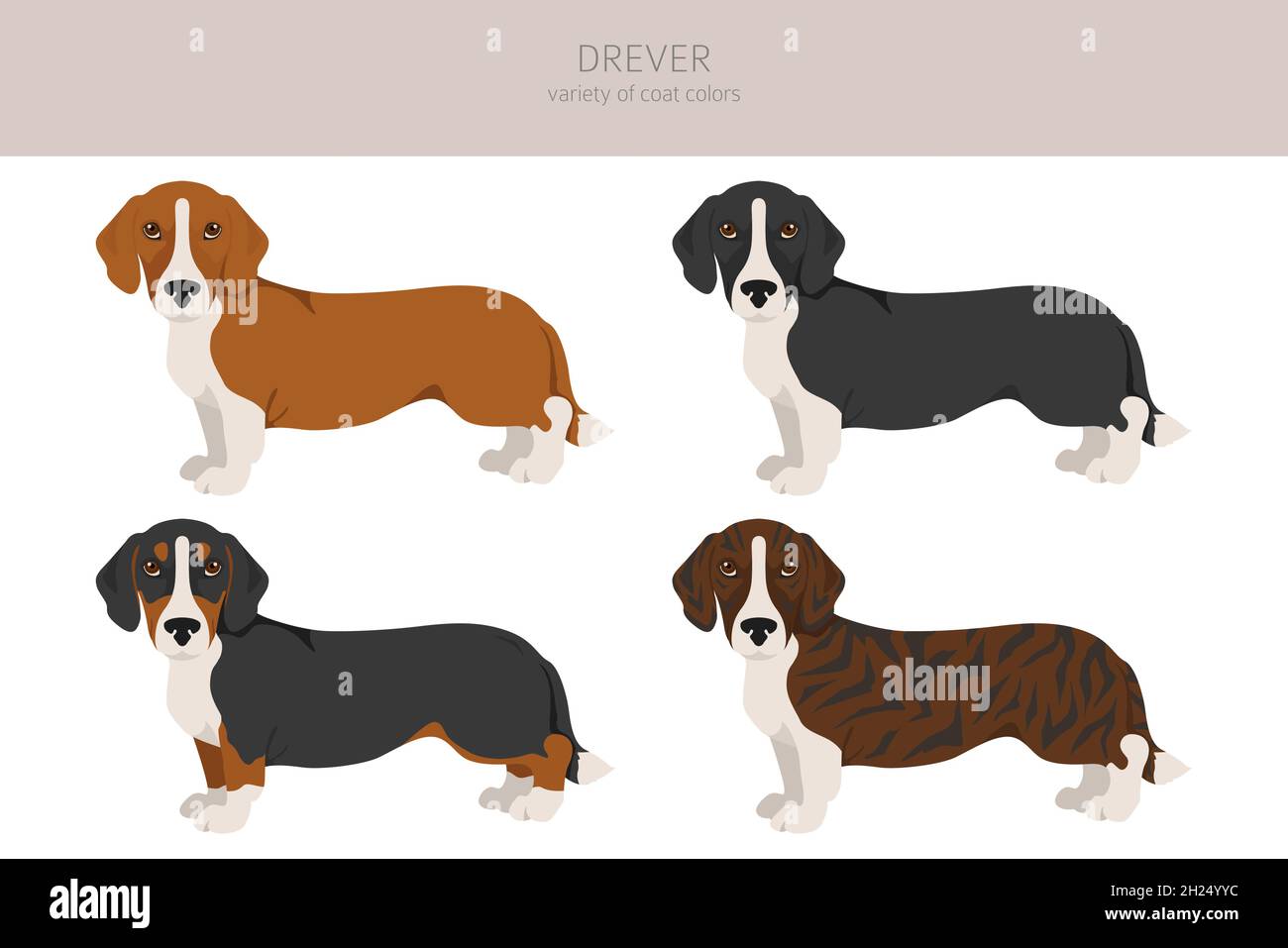 Drever