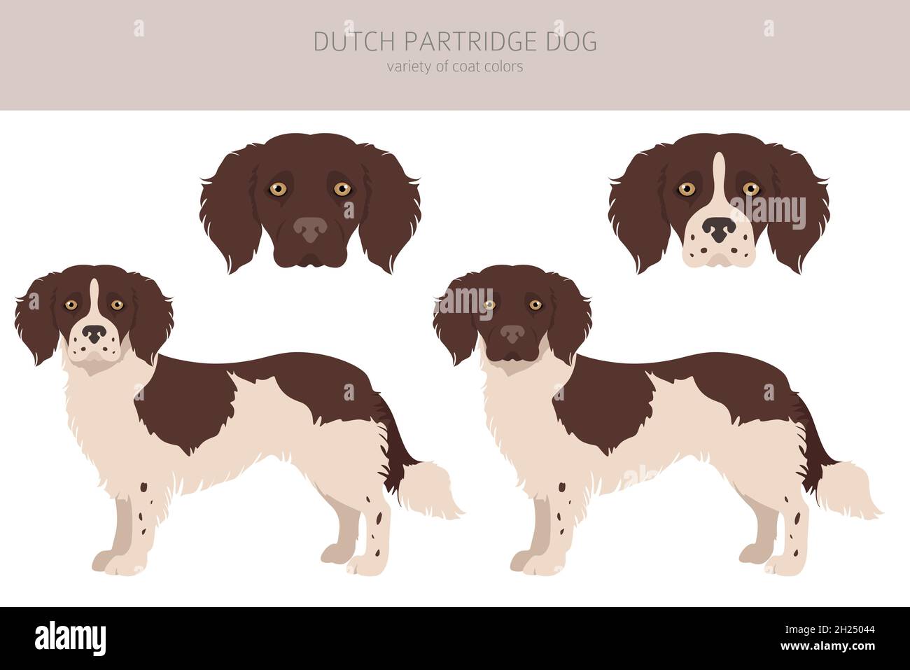 Dog and partridge illustration High Resolution Stock Photography and ...