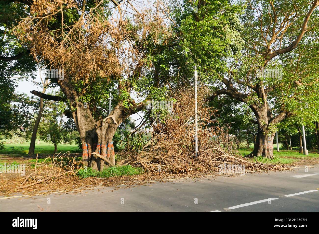 Super cyclone Amphan uprooted tree which fell and blocked pavement. The ...