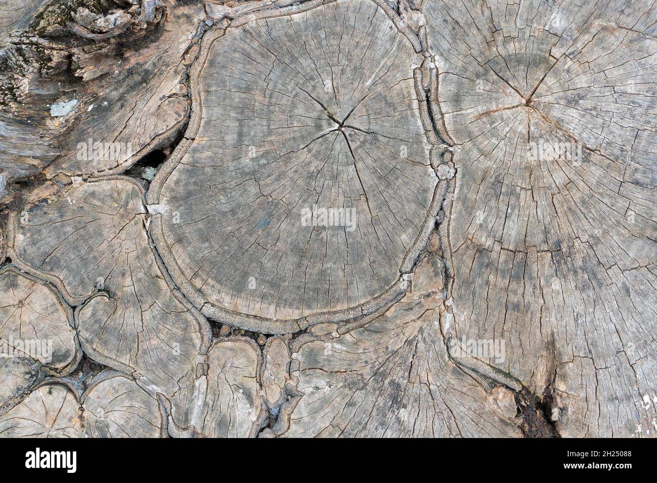 Saw cut abstract tree trunk wood texture. Nature texture background ...