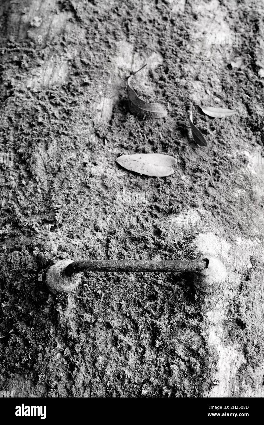 Black and white tree trunk grown with steel handle, symbolic image of ...