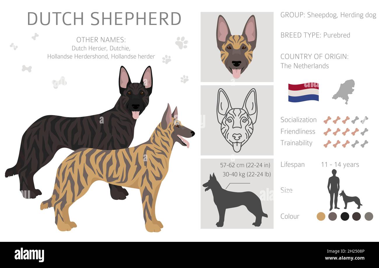 Dutch shepherd clipart. Different poses, coat colors set. Vector ...