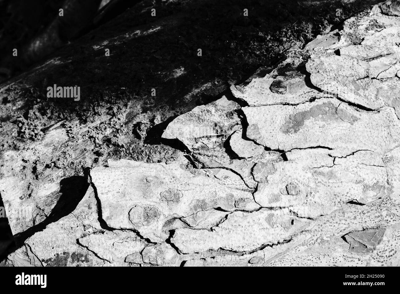 Black and white abstract tree trunk wood texture. Natural background ...