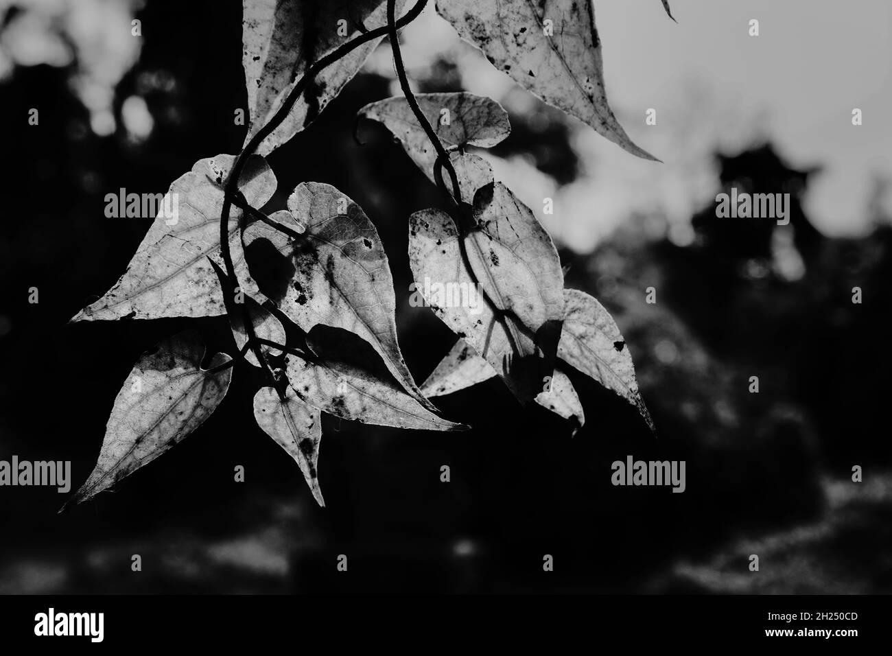 Romantic natural backdrop Black and White Stock Photos & Images - Alamy