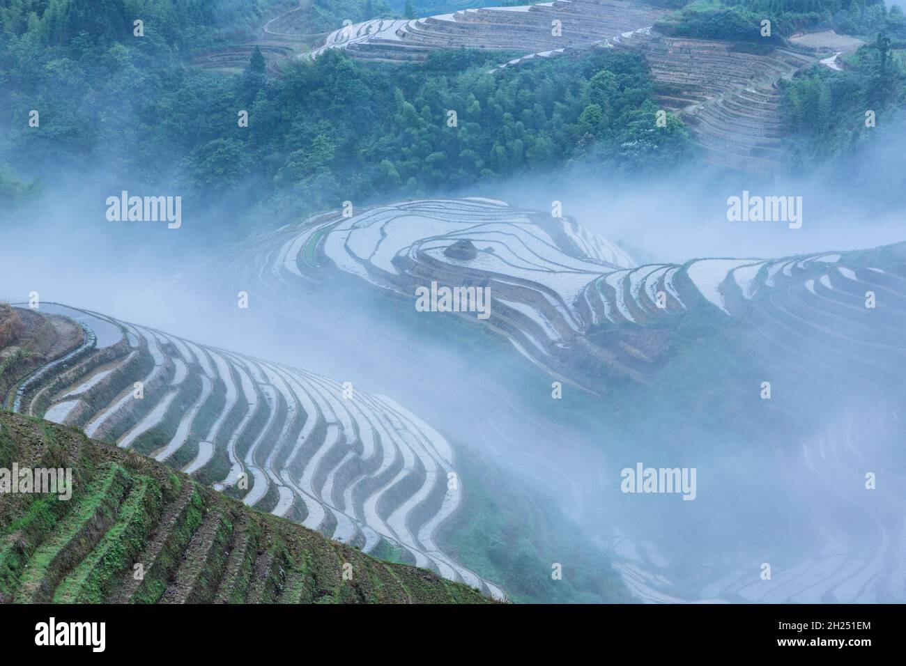 Ground fog over the Ping'an terraces of the Longi rice terraces in ...