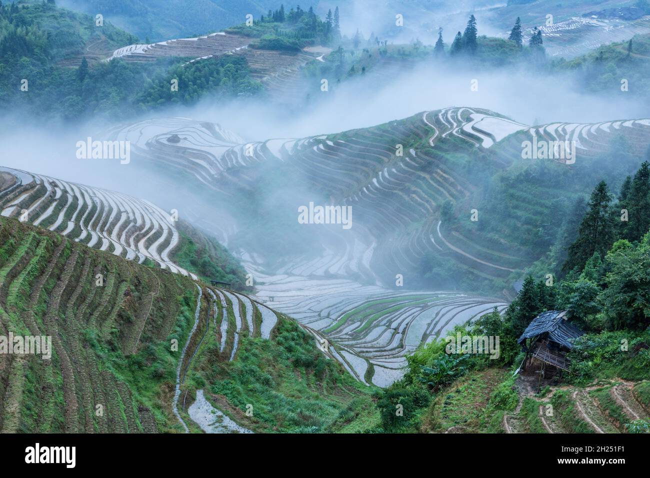 Irrigated rice terraces rice paddies hi-res stock photography and ...