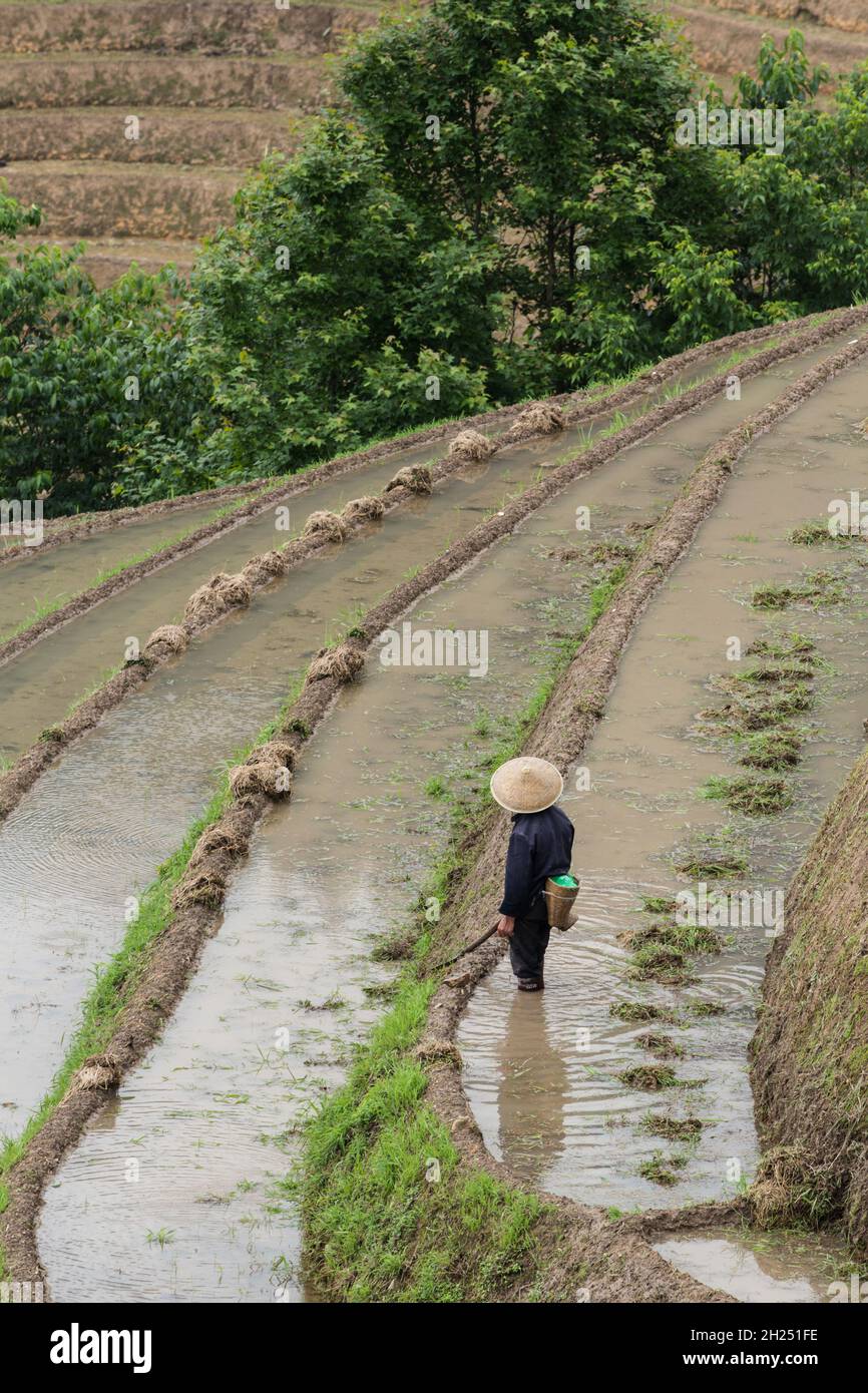A farmer works to clear the rice paddies in the Ping'an section of the ...