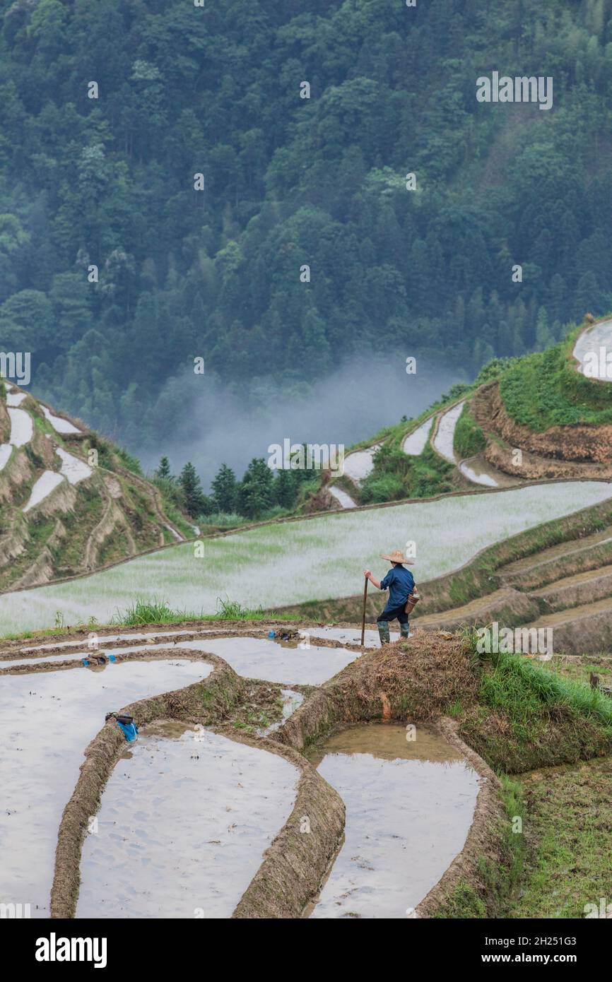 A farmer works to clear the rice paddies in the Ping'an section of the ...