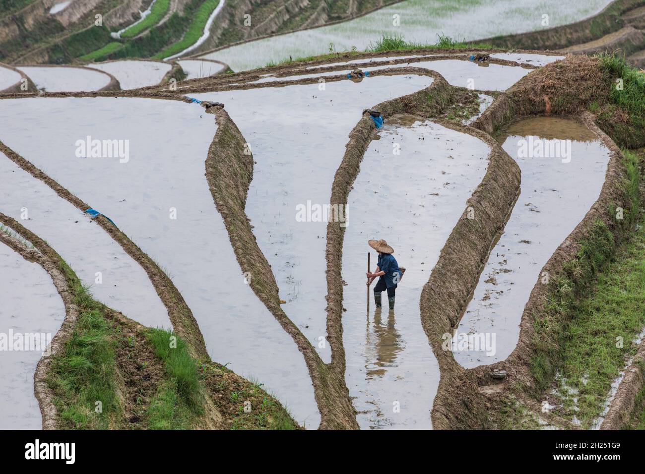 A farmer works to clear the rice paddies in the Ping'an section of the ...