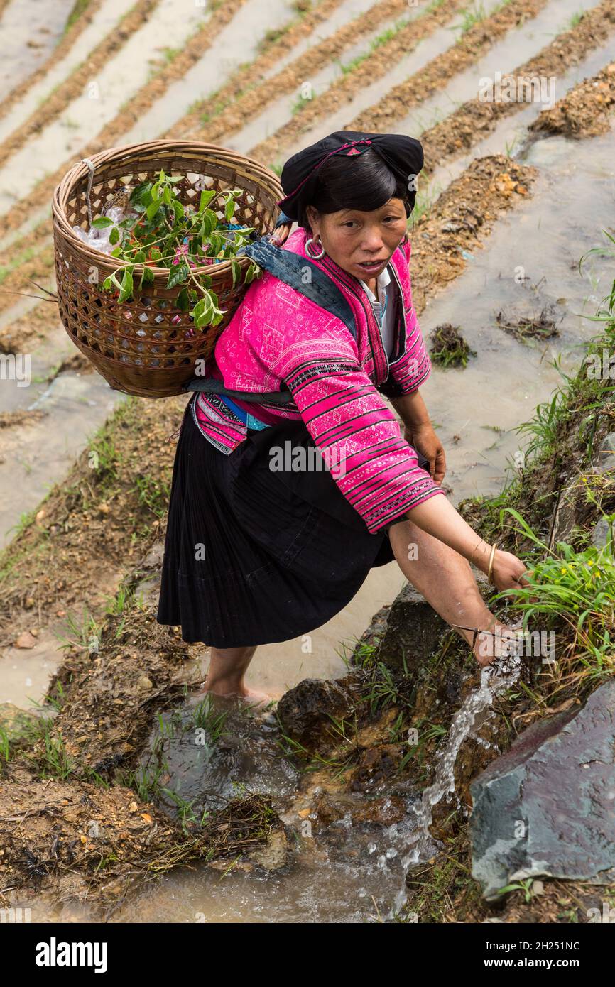A woman of the Red Yao ethnic minority carries a basket as she climbs ...