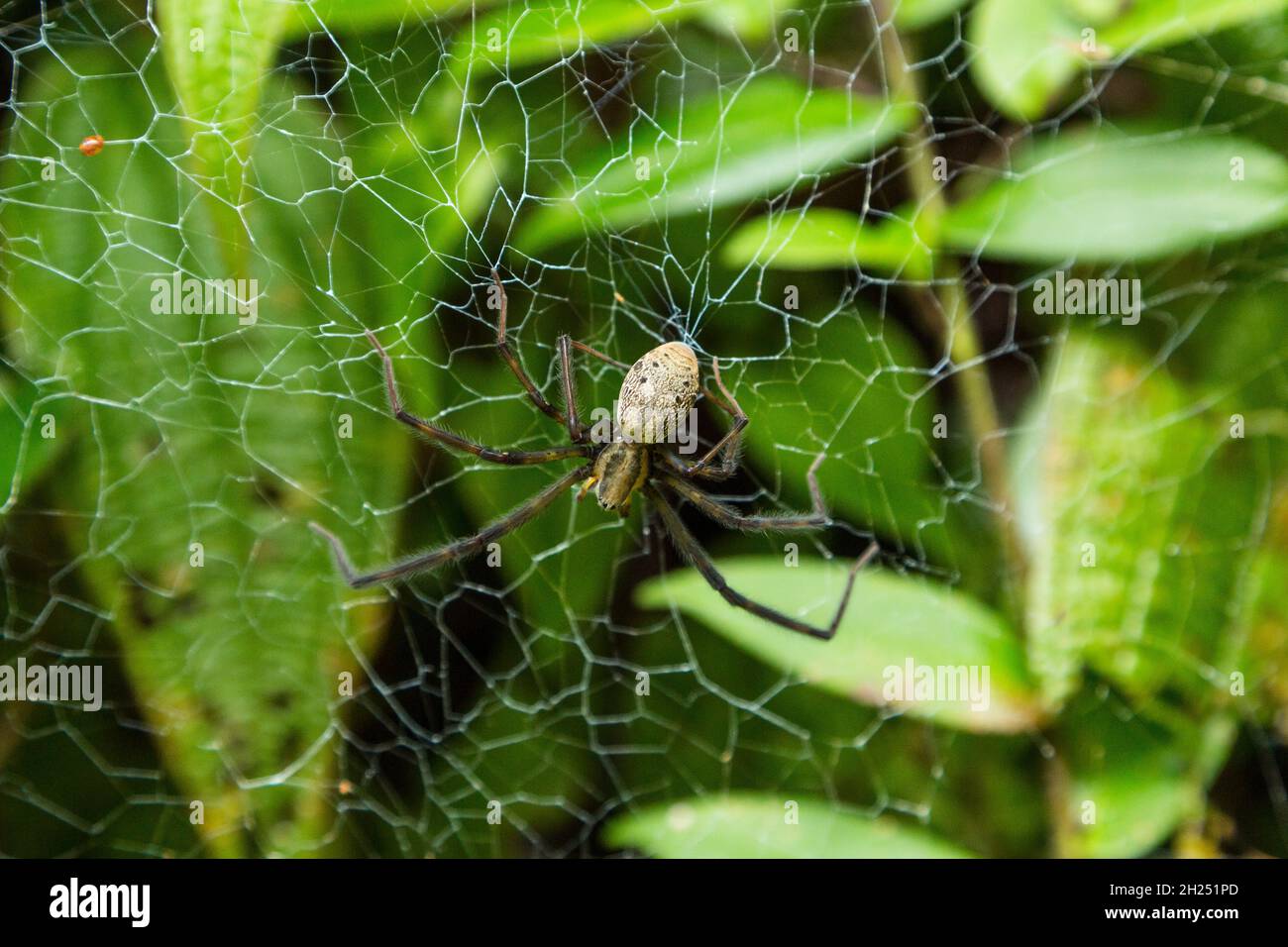 A large spider in a web along a trail above the Longi rice terraces in ...