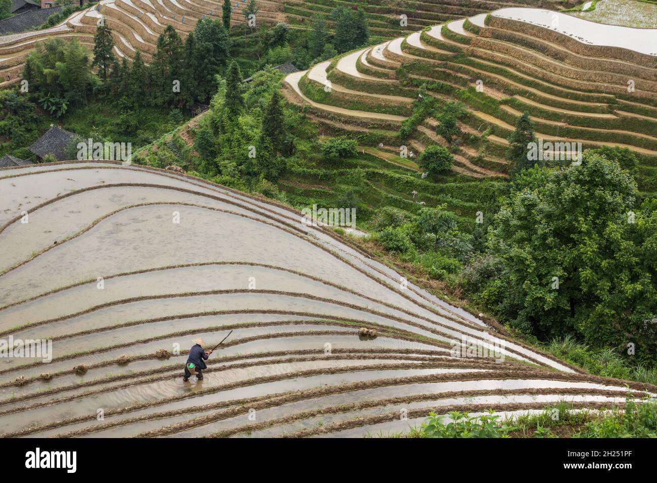 A farmer works to clear the rice paddies in the Ping'an section of the ...