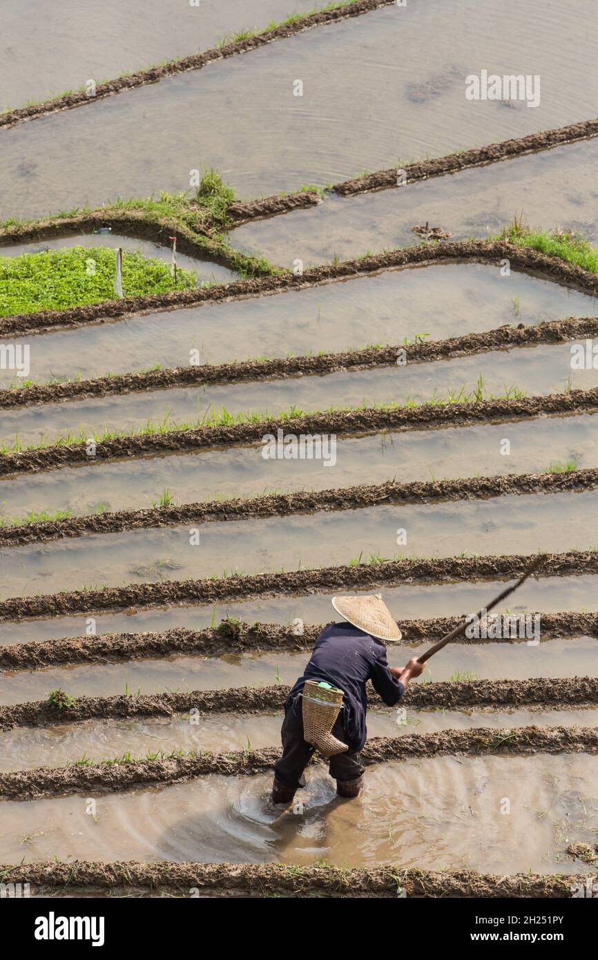 A farmer works to clear the rice paddies in the Ping'an section of the ...