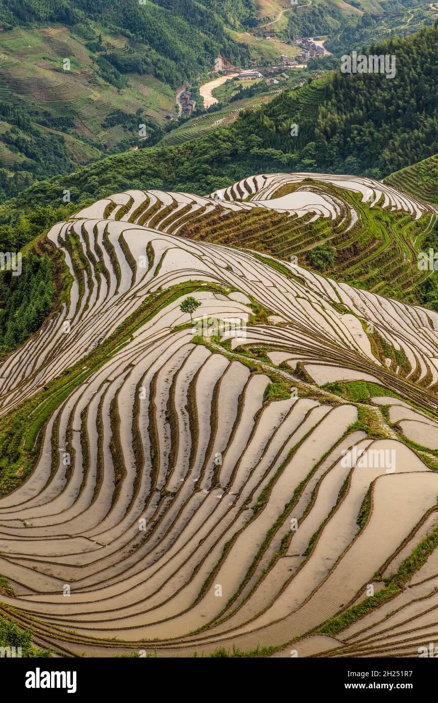 The Nine Dragons and FIve Tigers in the Ping'an sector of the Longi ...