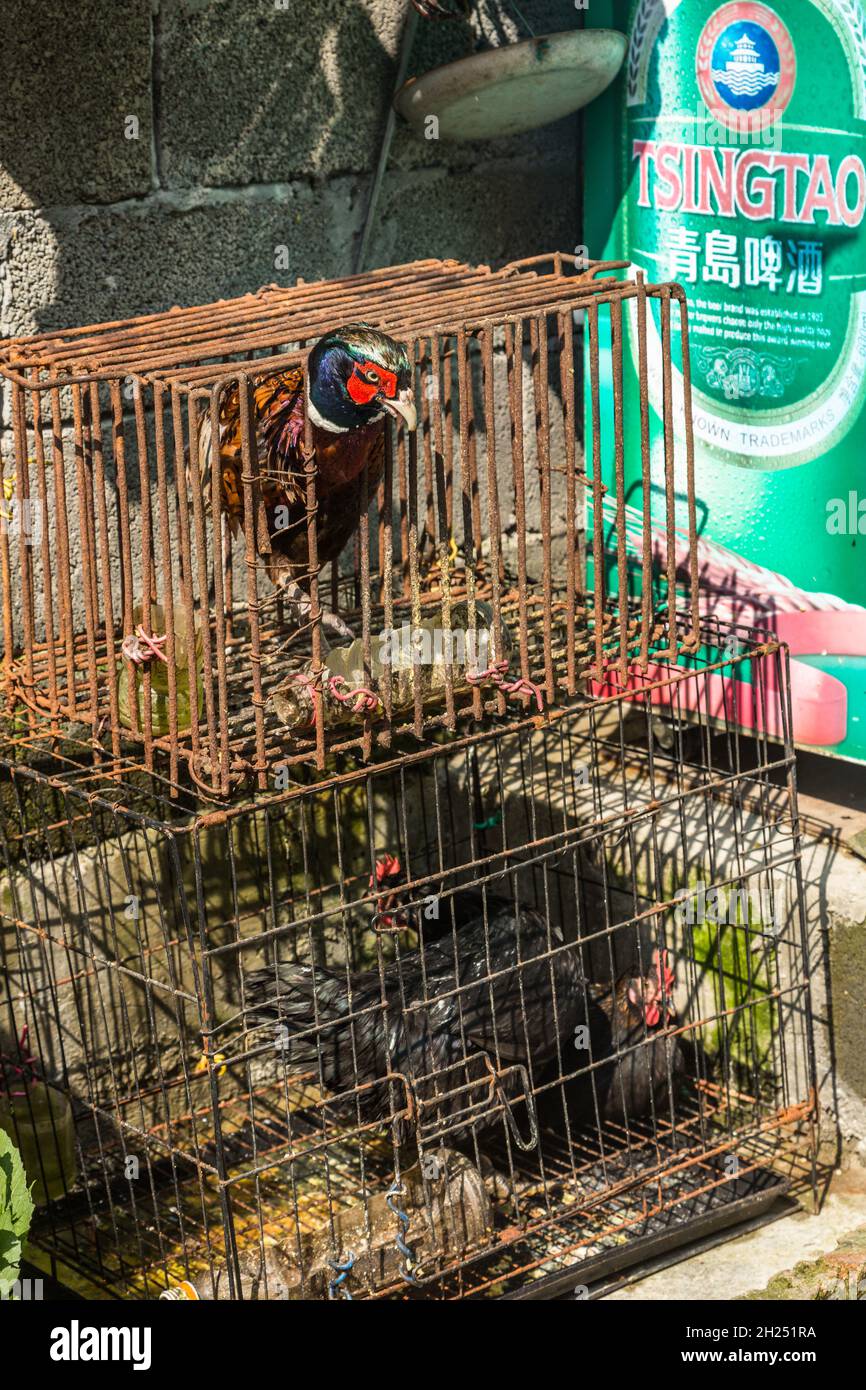 Chinese cages hi-res stock photography and images - Alamy