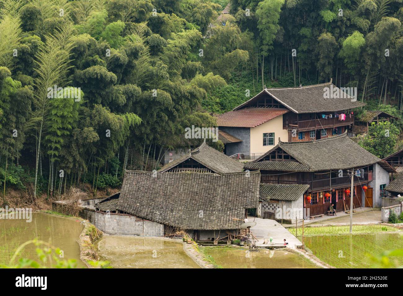 Traditional Chinese farm houses and newly-planted rice paddies in rural ...