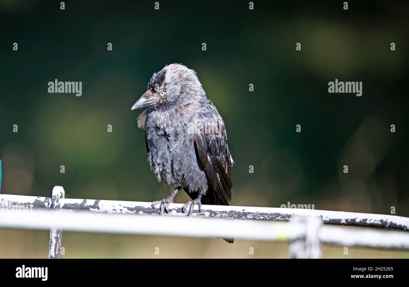 Jackdaw photographs hi-res stock photography and images - Alamy