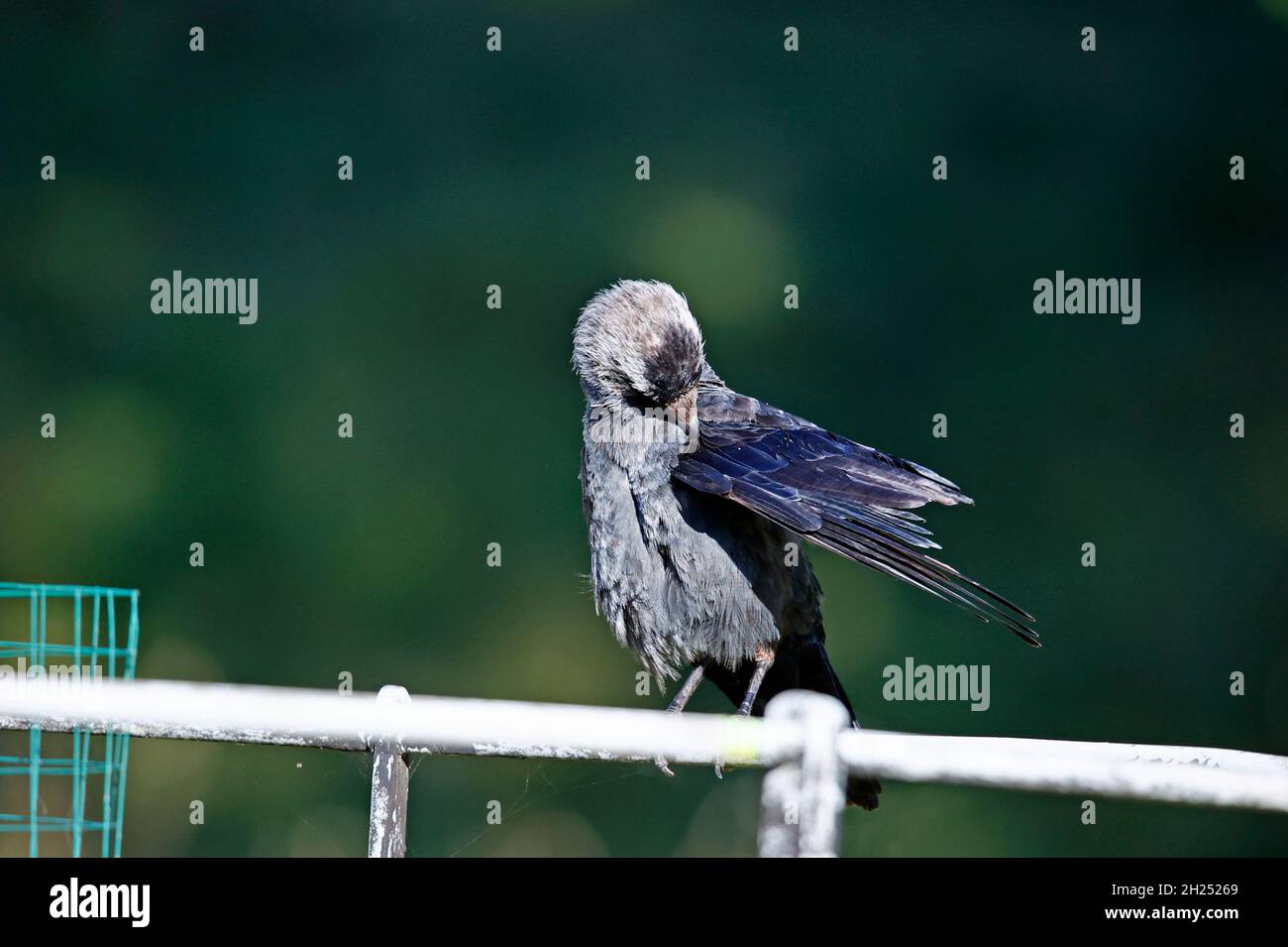 Jackdaw photographs hi-res stock photography and images - Alamy