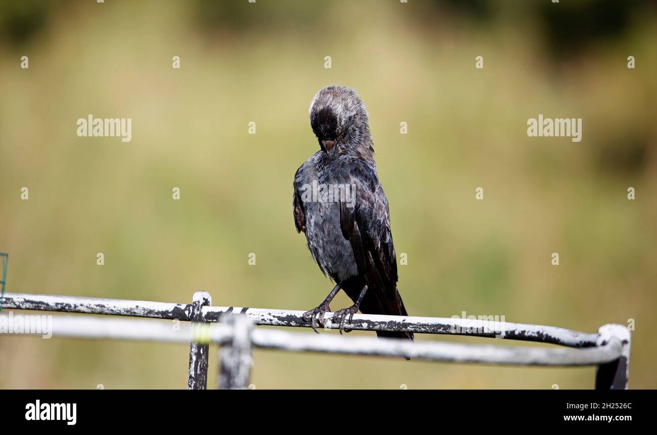 Jackdaw photographs hi-res stock photography and images - Alamy