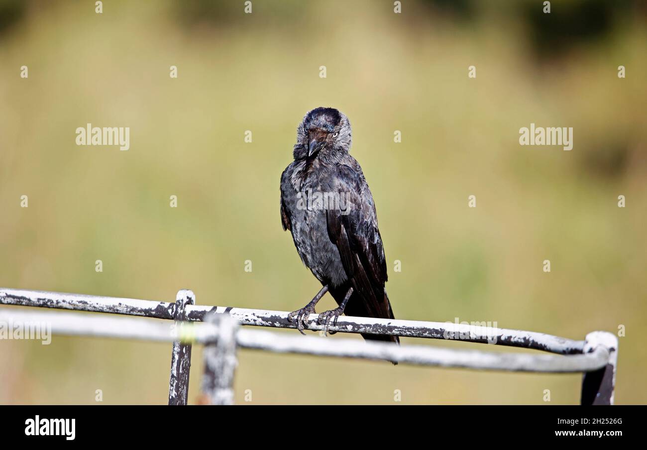 Jackdaw photographs hi-res stock photography and images - Alamy
