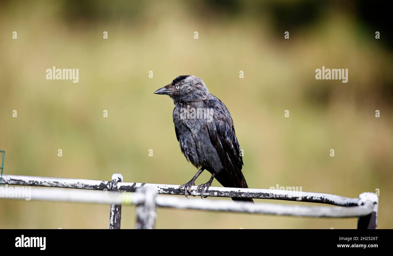 Jackdaw photographs hi-res stock photography and images - Alamy