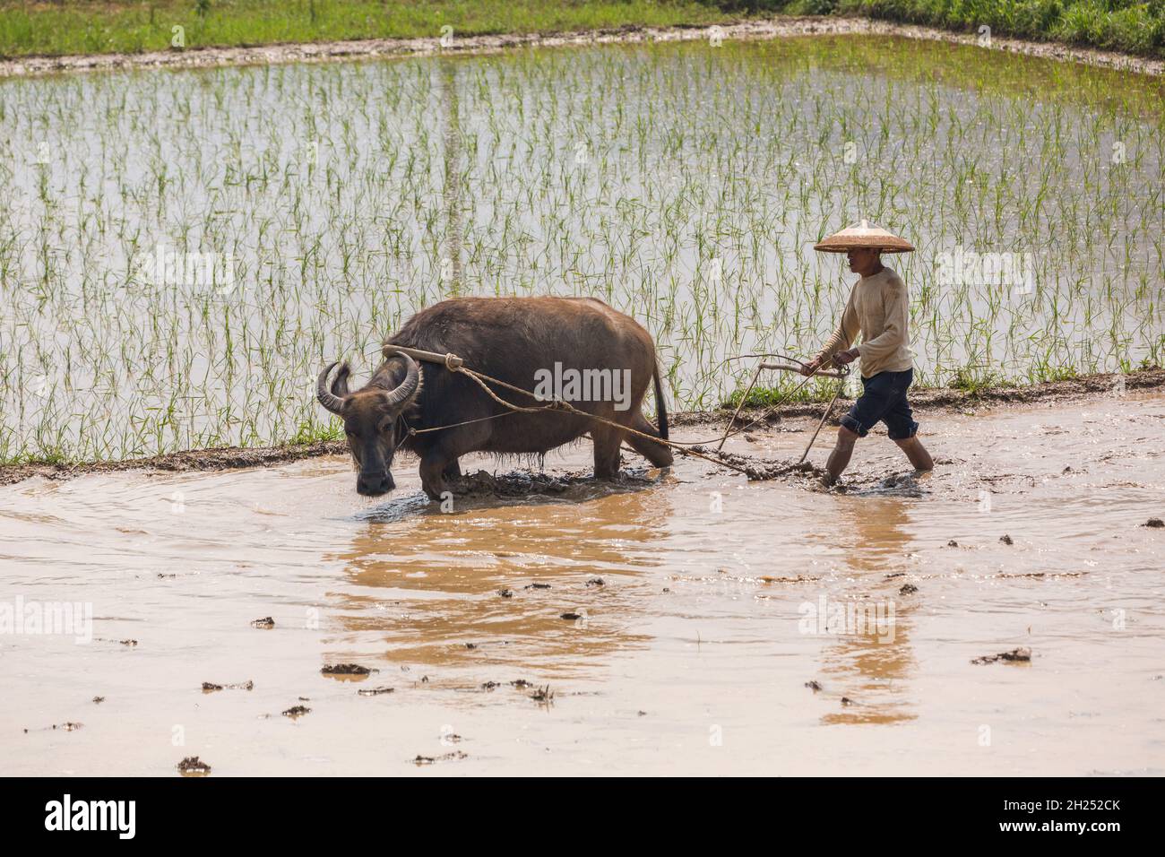 A farmer plows a flooded rice paddy with a water buffalo in China Stock ...