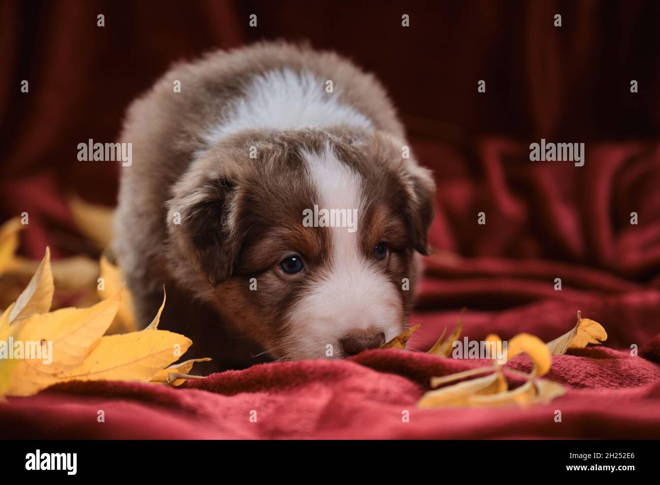 Aussie puppy red tricolor walks on bright red blanket among yellow ...
