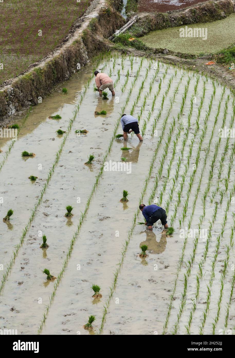 Farmers plant rice in a flooded rice paddy in China. Behind is a ...