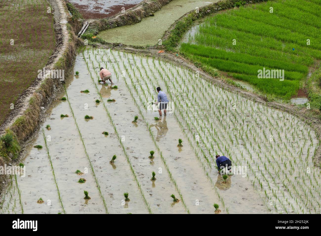 Farmers plant rice in a flooded rice paddy in China. Behind is a ...